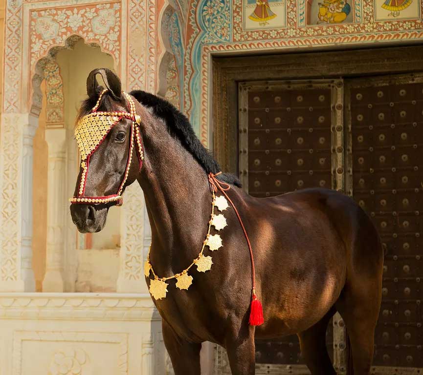 Voyage équestre dans la région de Kutch – MATHINI TRAVEL